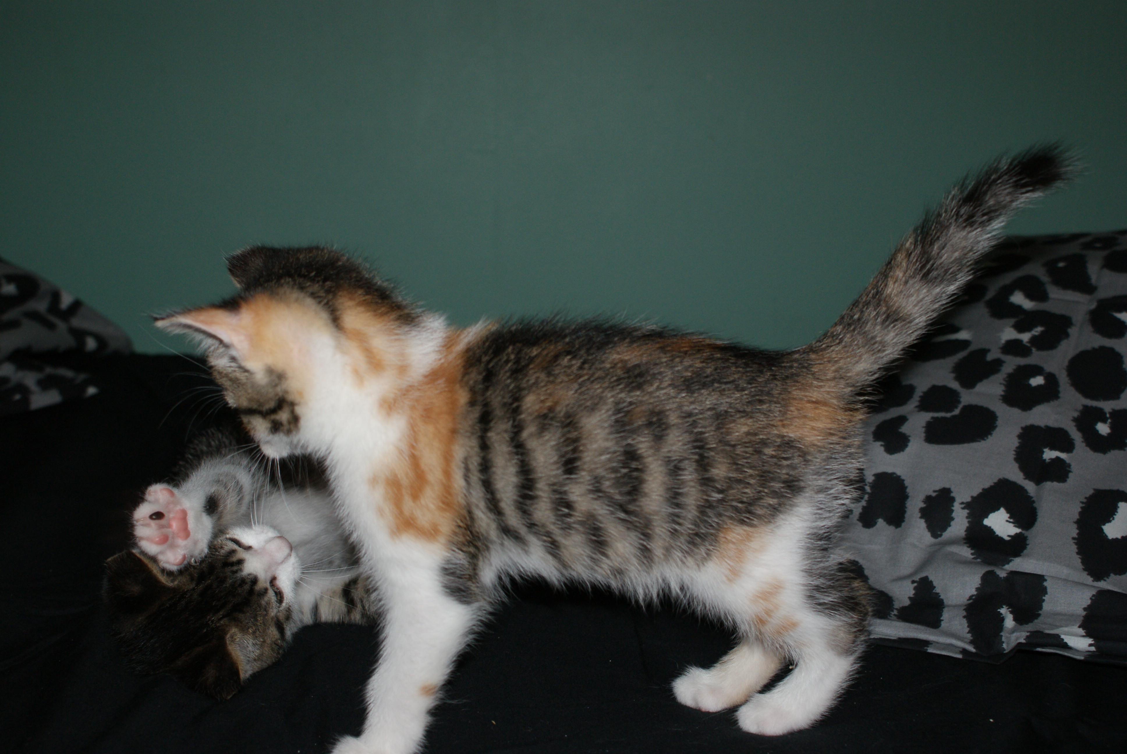 Binnenkat kittens! Lapjeskatten en cypers | Bokt.nl