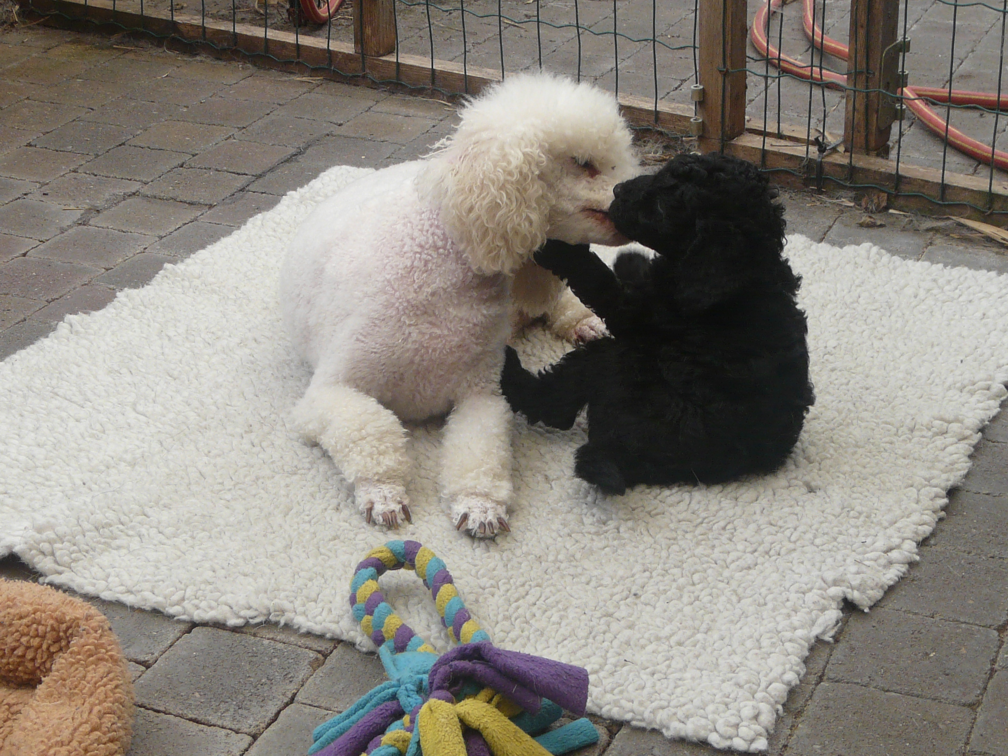 Mooie Middenslag poedel pups (nieuwe foto's 13-8-2014) | Bokt.nl