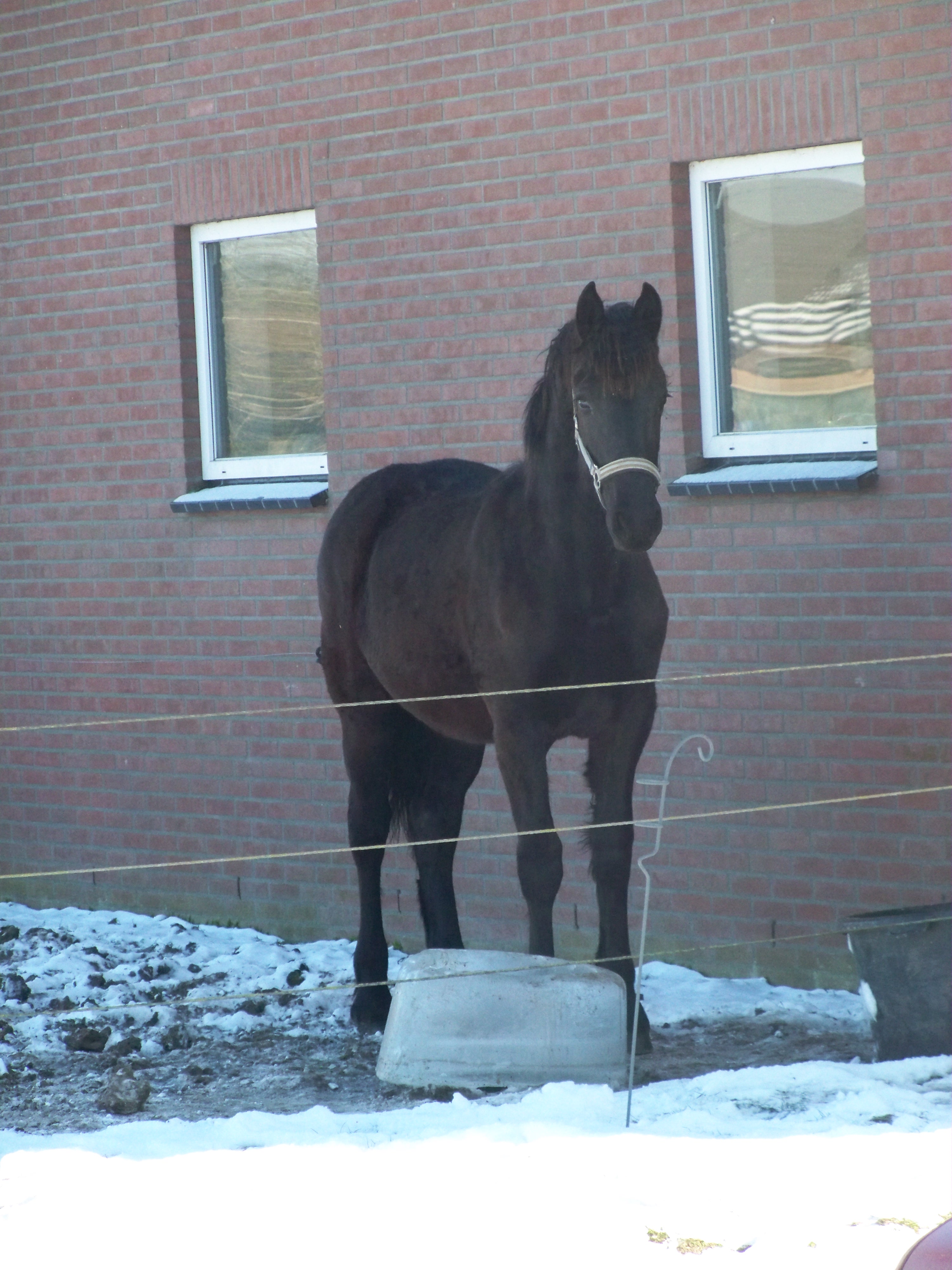 Lief fries merrie veulen. (Feitse 293 X Maurus 441) | Bokt.nl