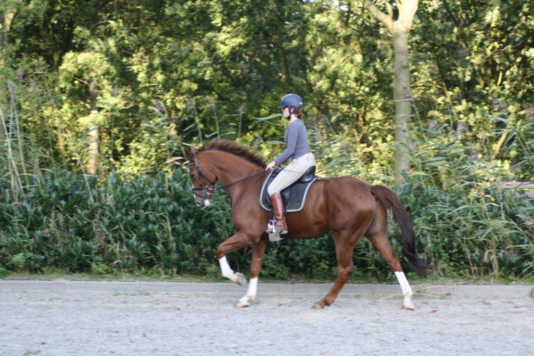 Tienjarige vosruin Negro x G Ramiro Z | Bokt.nl