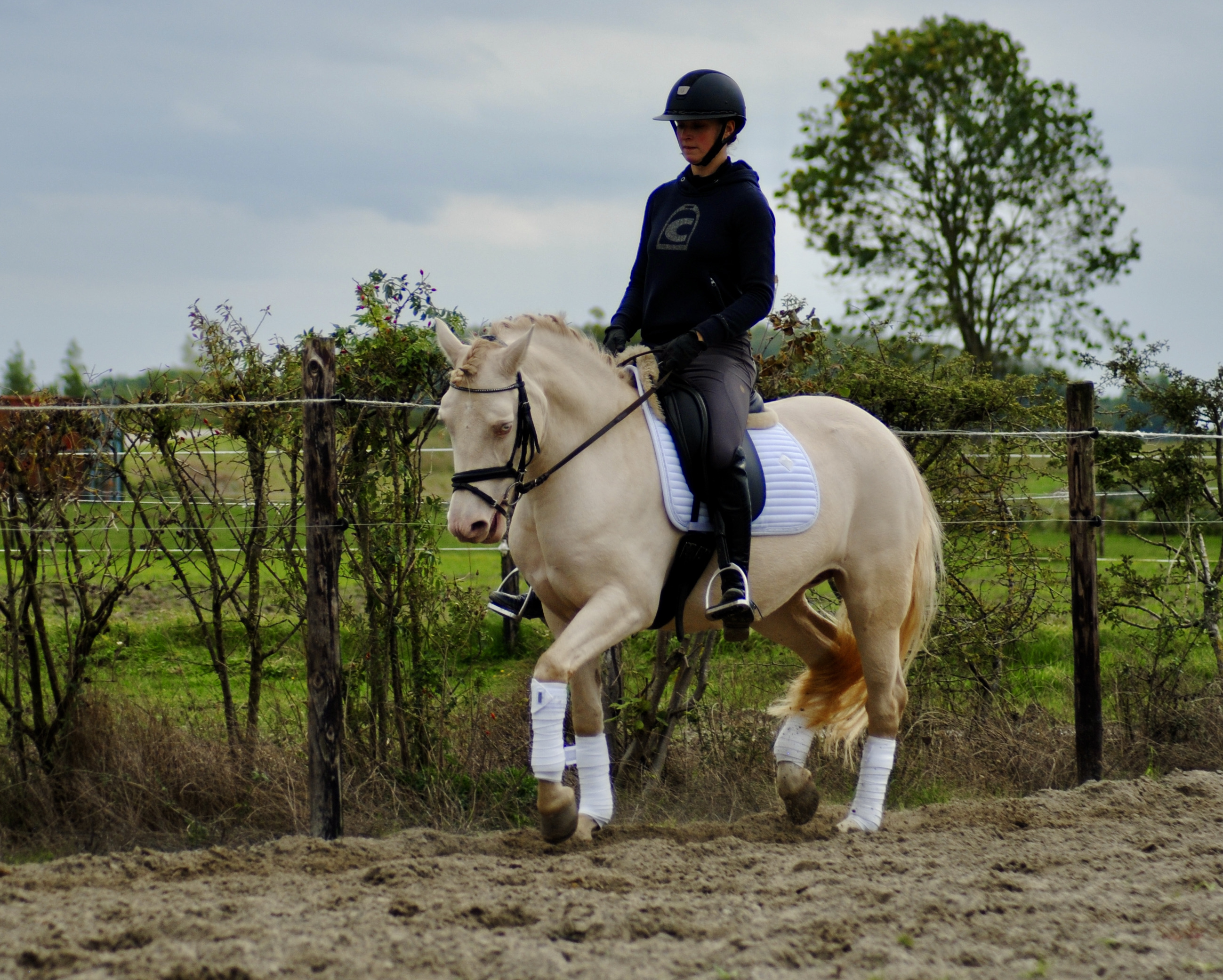 Uitzonderlijke 6 jarige perlino D pony nrps ster merrie | Bokt.nl