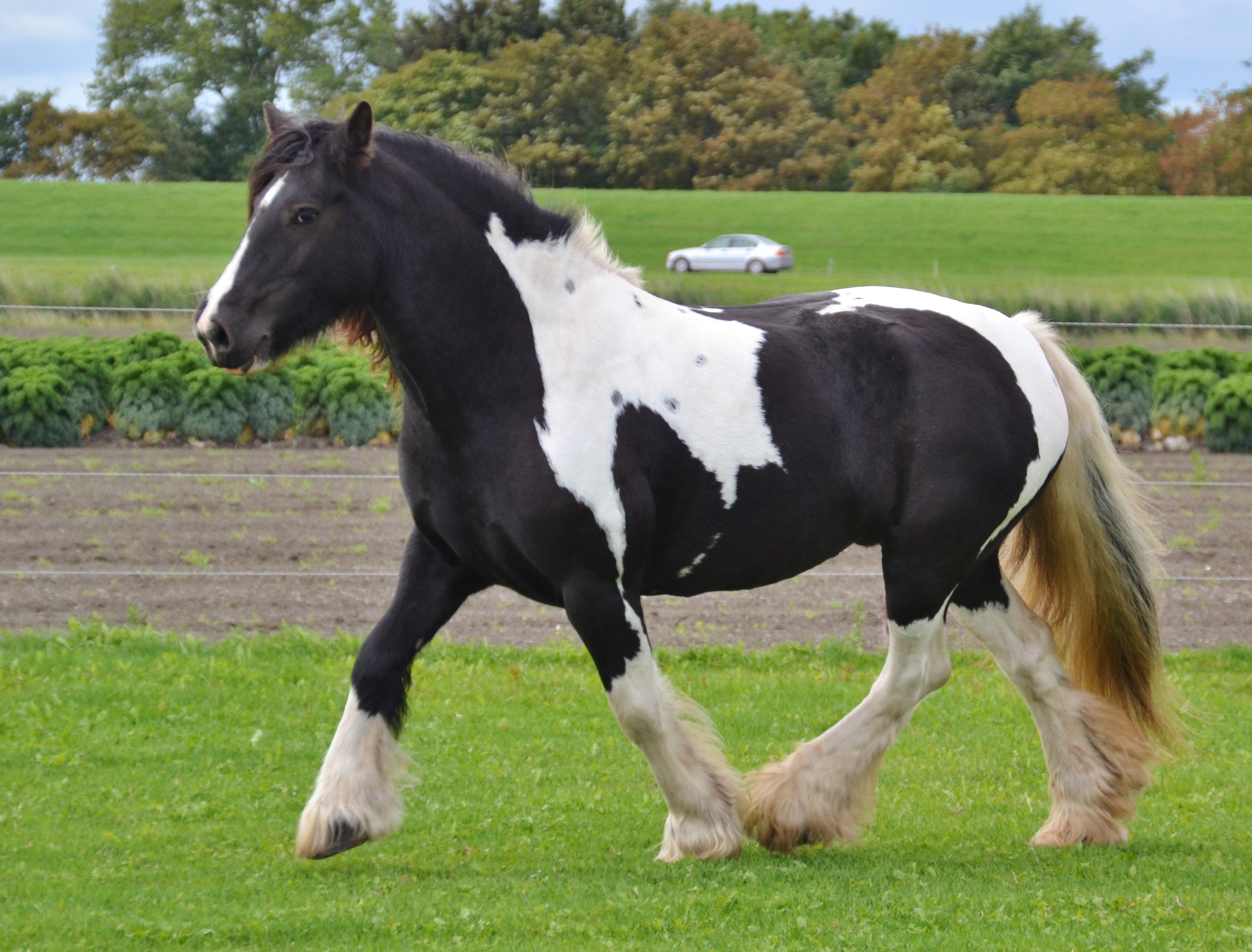 Te koop; prachtige tinker merrie; voorlopig uit de verkoop. | Bokt.nl