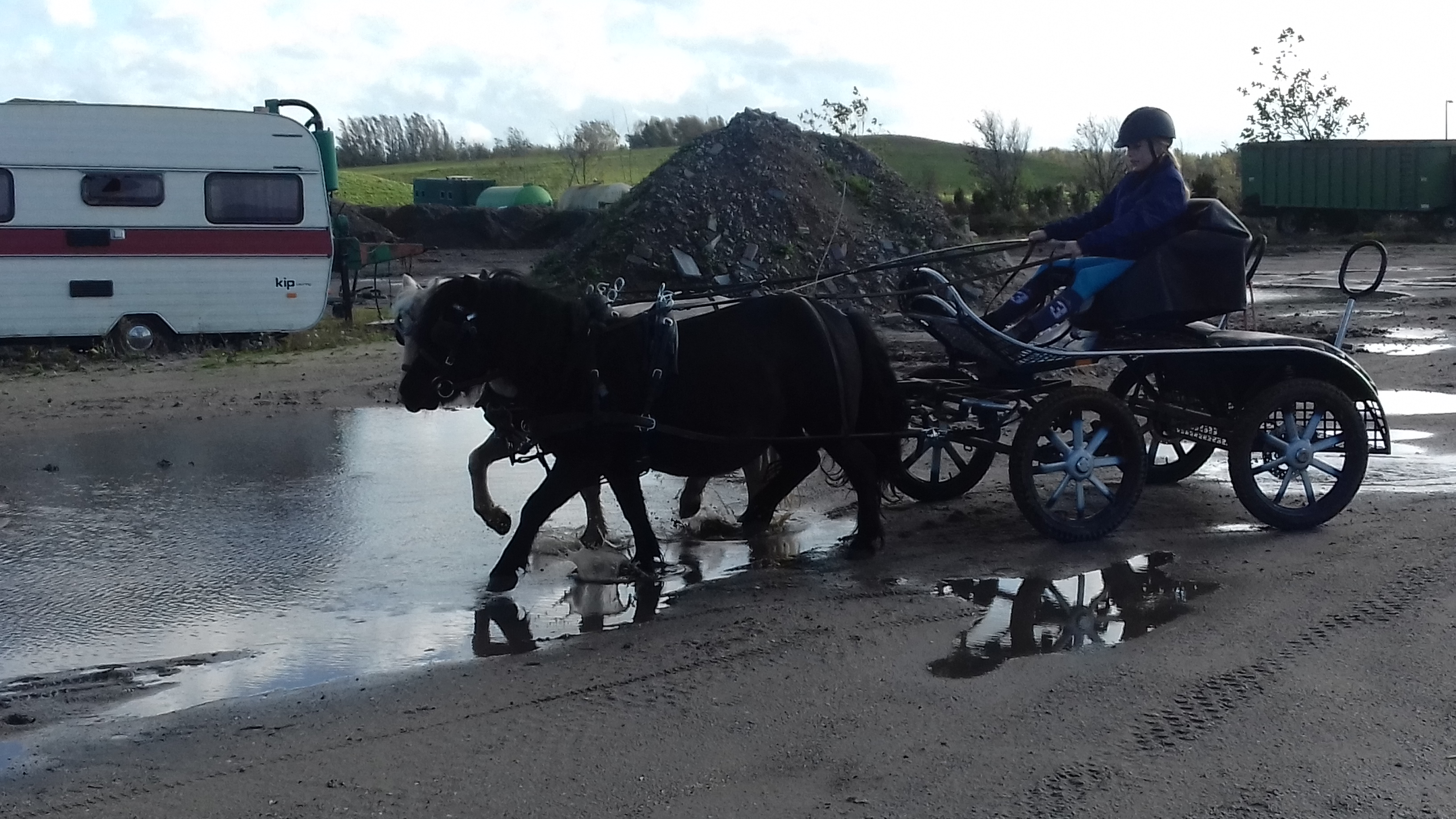 Ervaren menpony | Bokt.nl