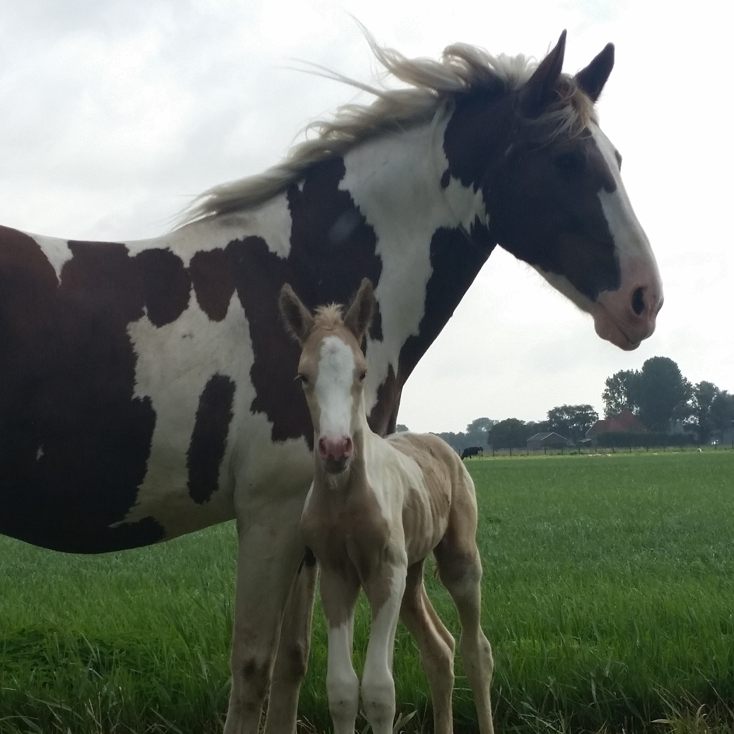 Mooi palomino bont merrie veulen | Bokt.nl