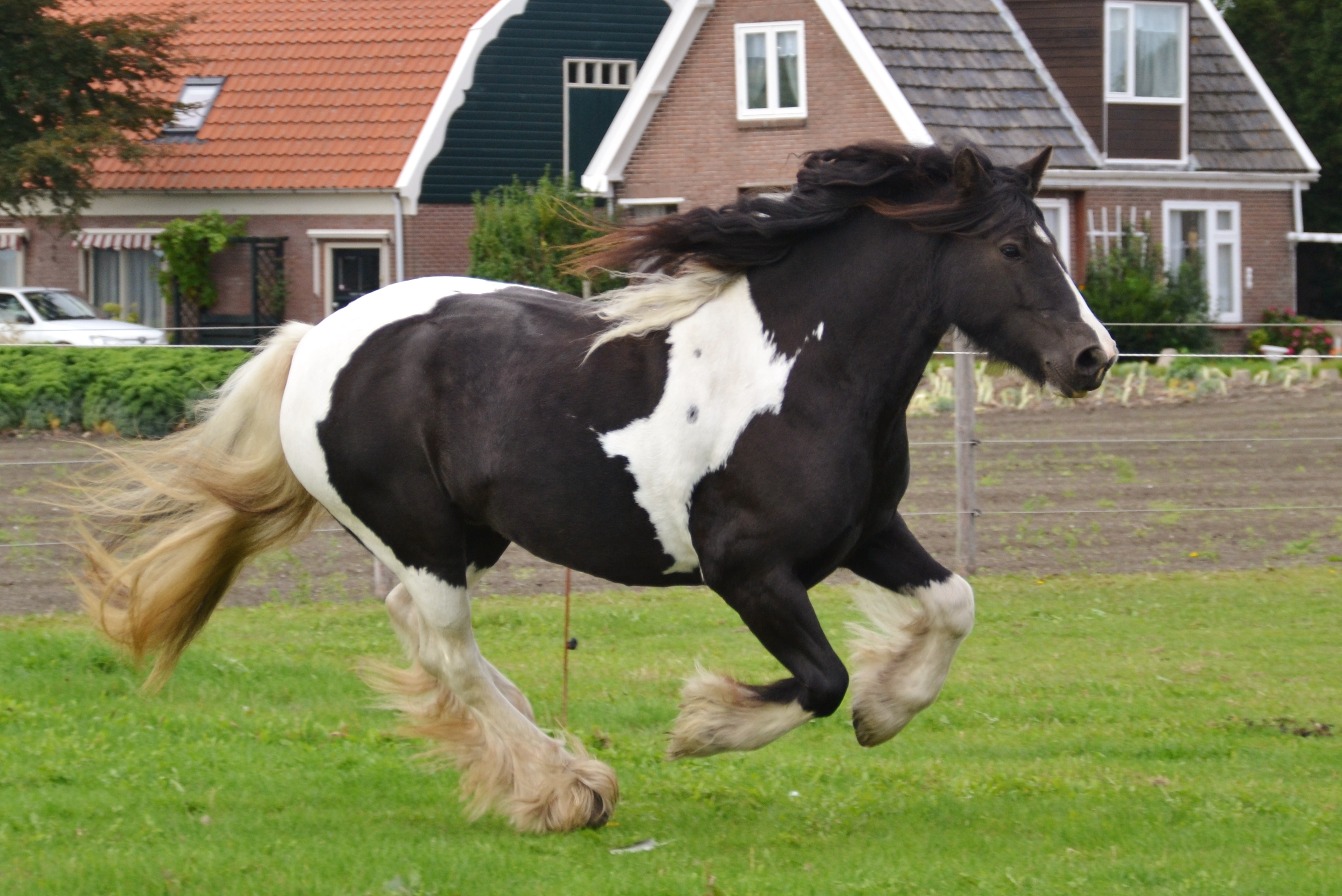 Te koop; prachtige tinker merrie; voorlopig uit de verkoop. | Bokt.nl