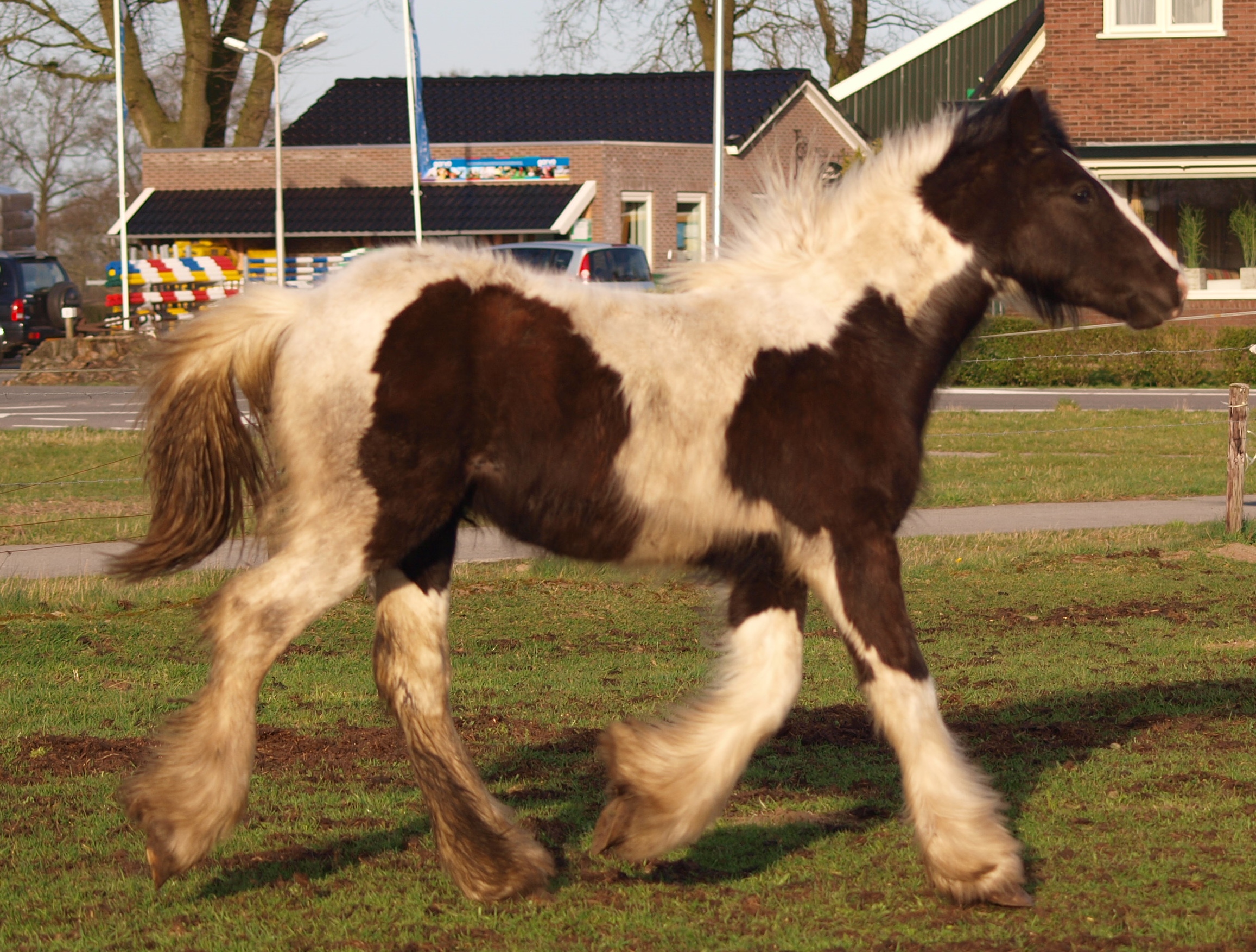 Te koop: mooi tinker hengst veulen | Bokt.nl
