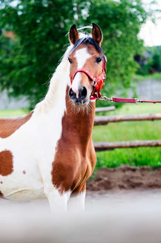 Lewitzer pony for sale! C-group pony! | Bokt.nl