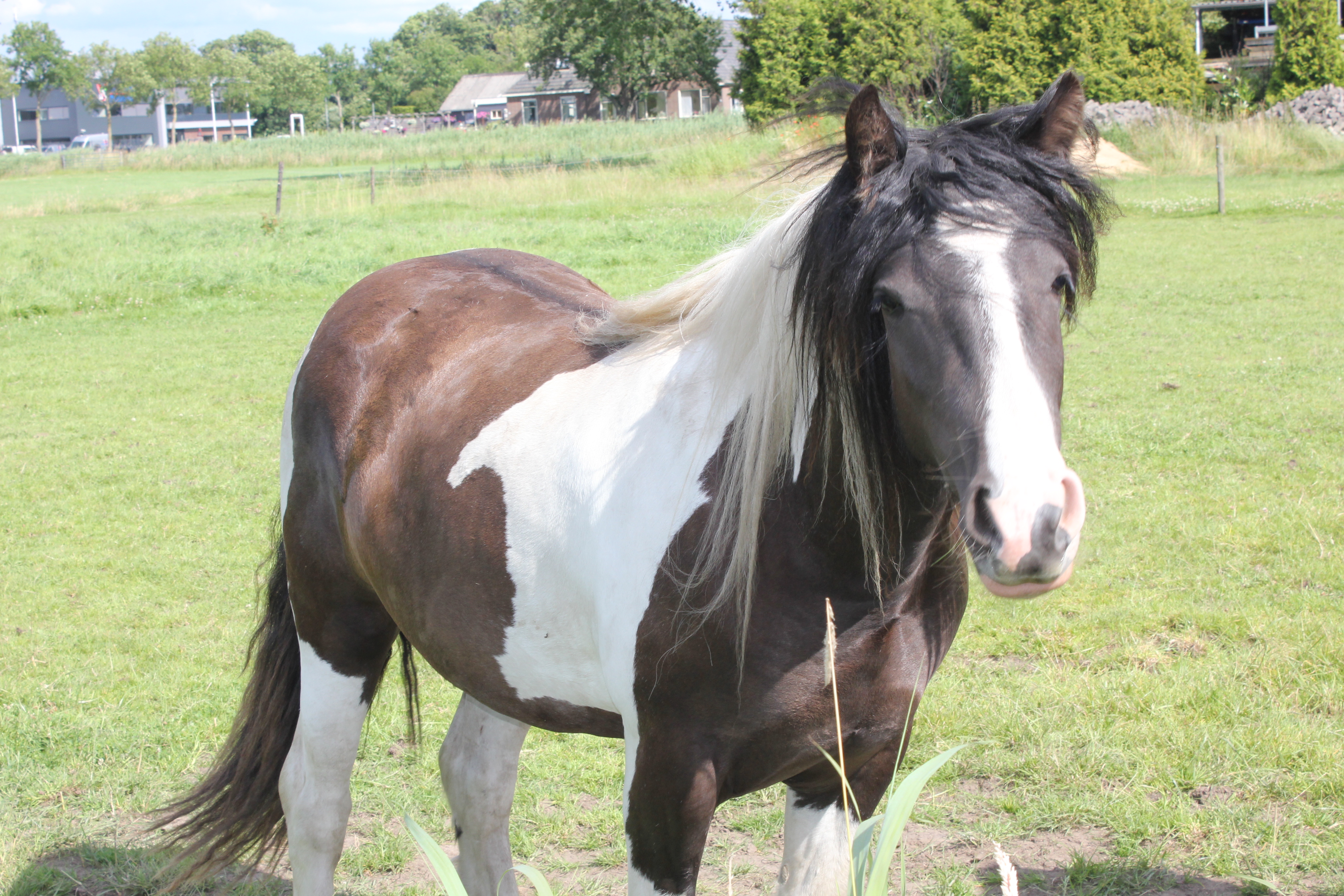 mooie tinker merrie | Bokt.nl