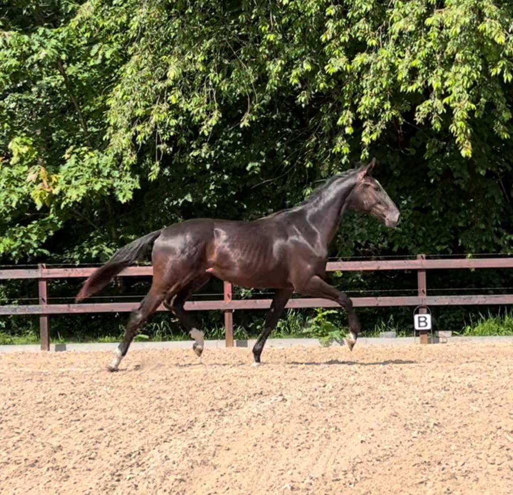 Mooie 2 jarige zwarte hengst | Bokt.nl