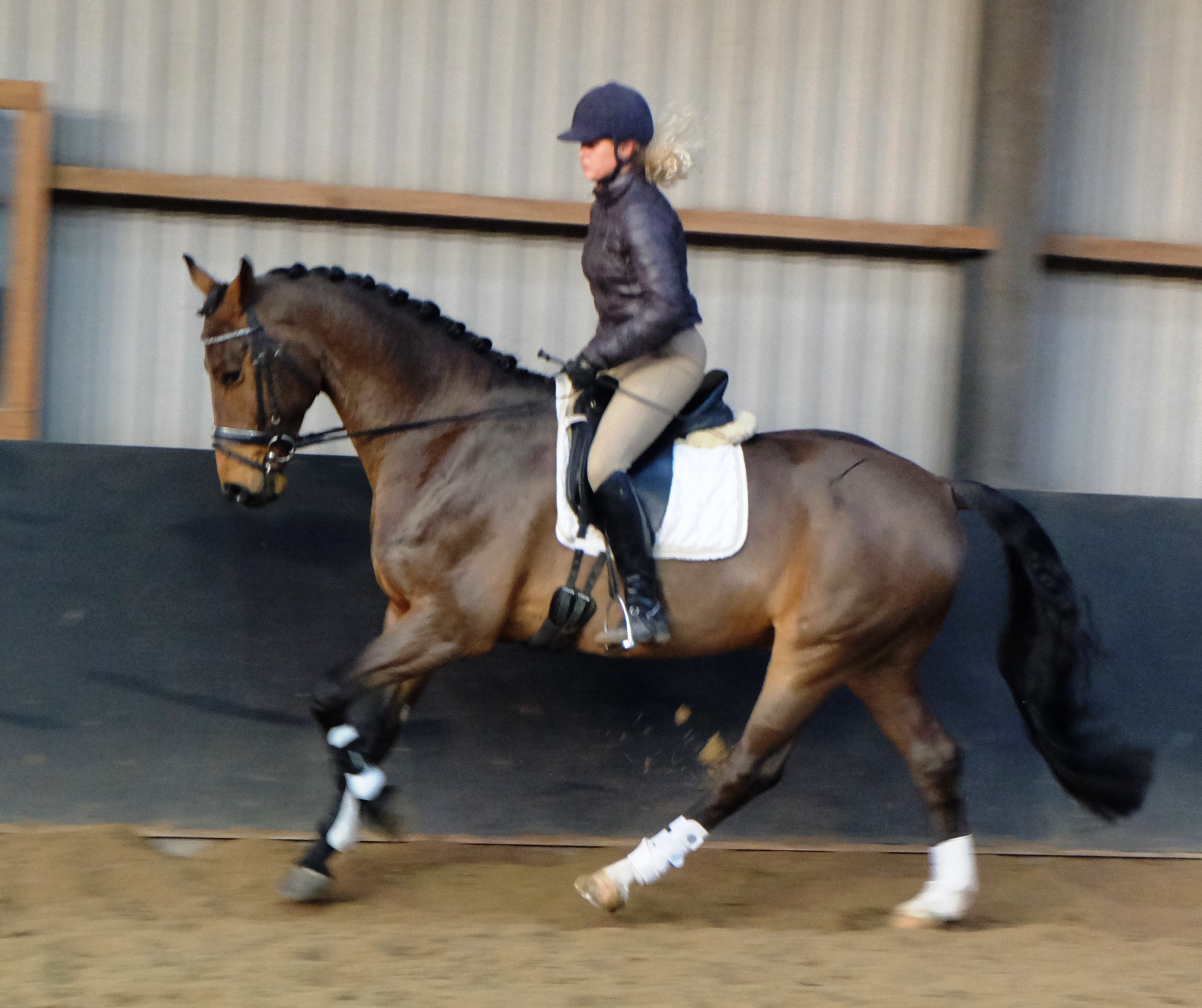 Knap dressuurpaard L dressuur | Bokt.nl