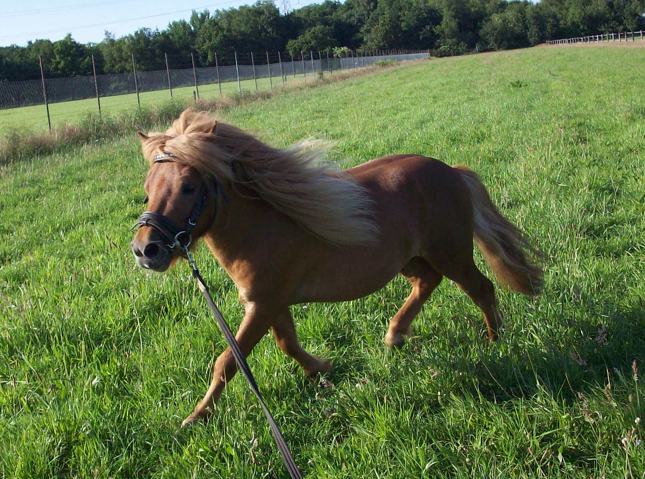 sprookjes hengst ter dekking met gouden karakter | Bokt.nl