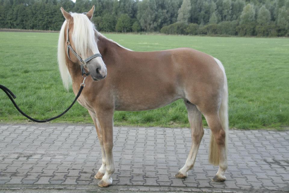 Mooie Sport Haflinger | Bokt.nl