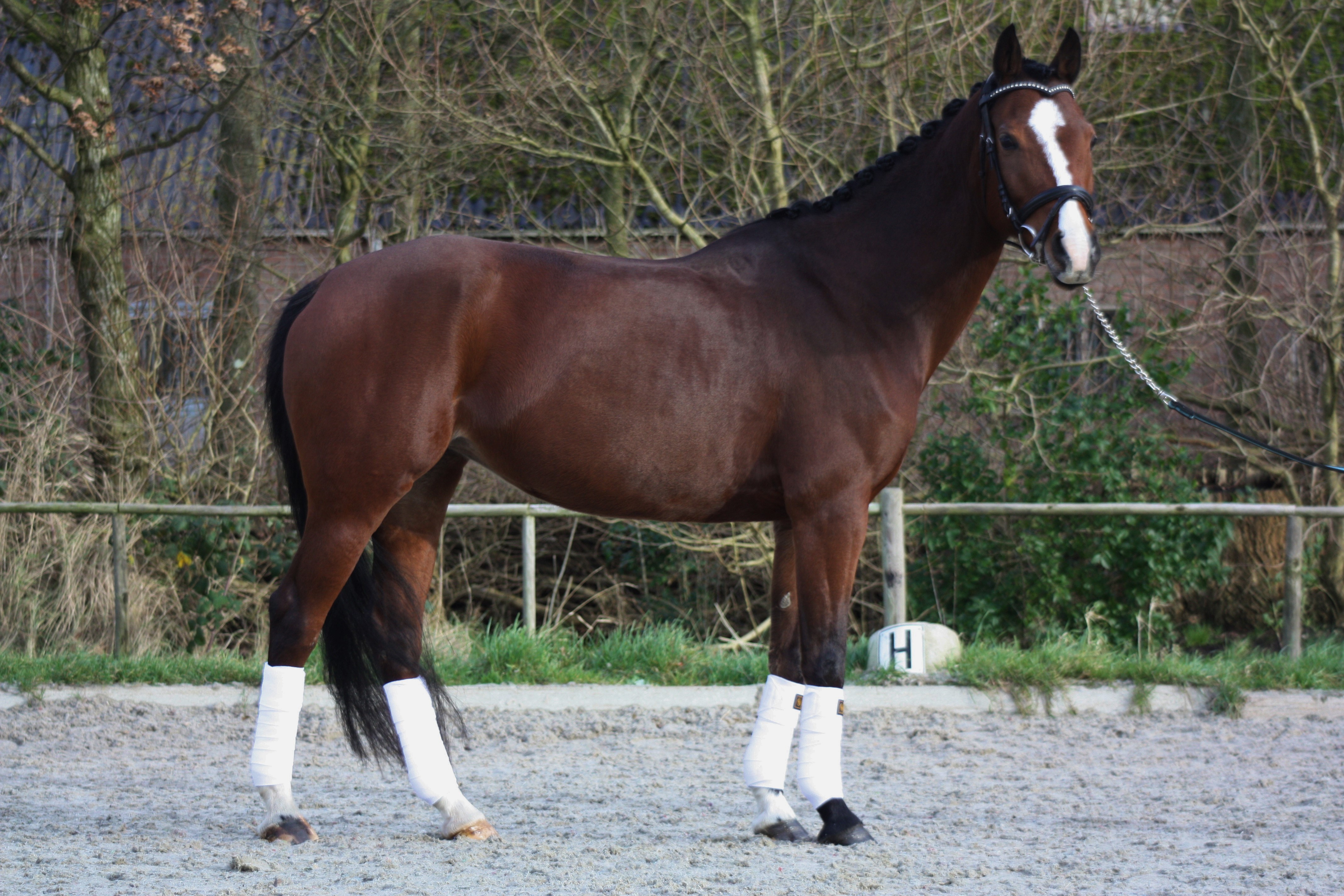 Prachtige NRPS D-pony | Bokt.nl