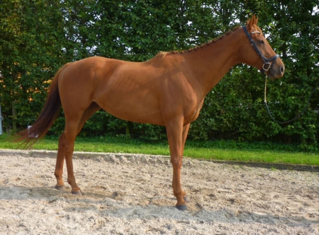 Lieve vos merrie | Bokt.nl