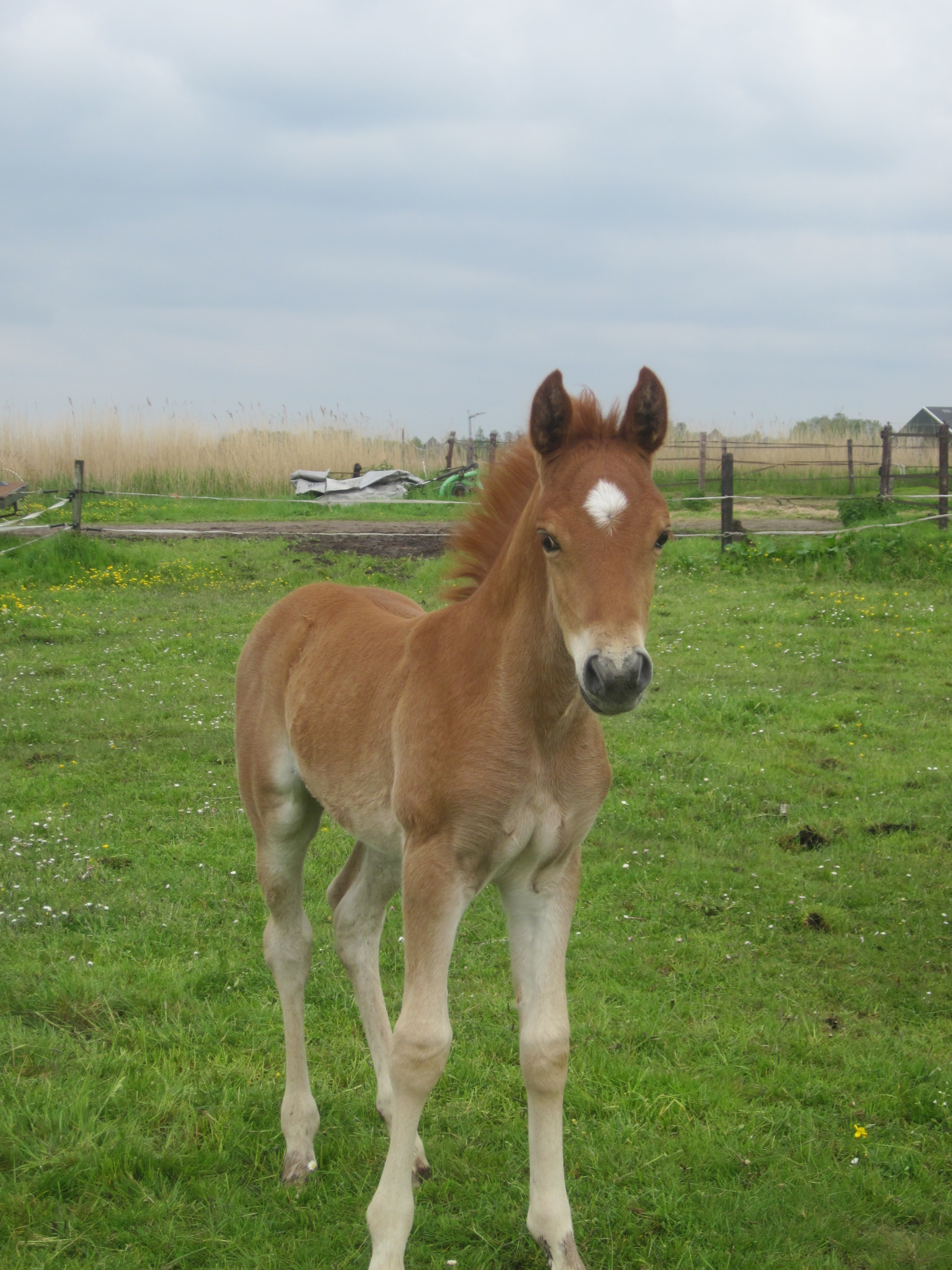 Te koop haflinger merrie met Nrps veulen | Bokt.nl
