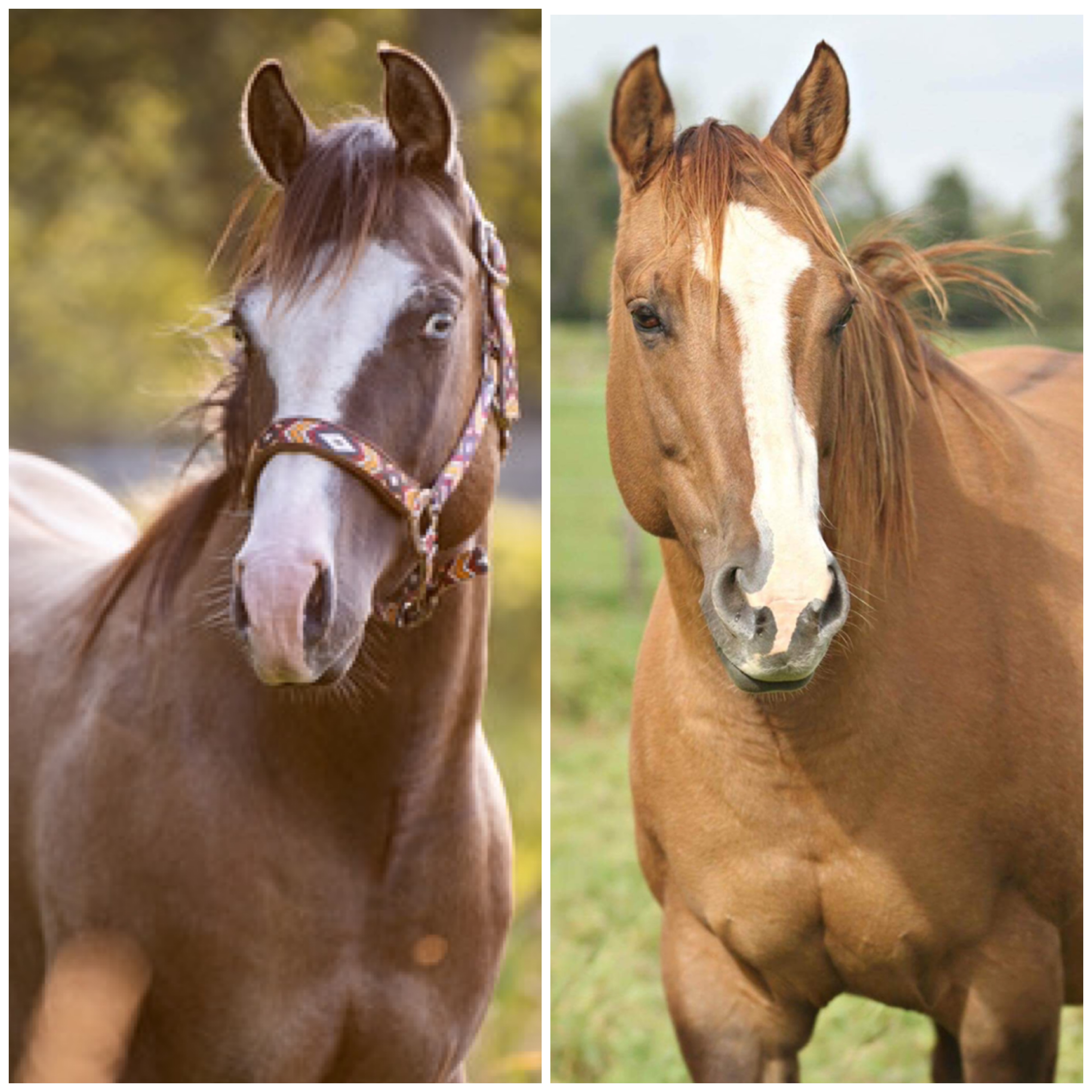 Red dun frame overo Paint hengst | Bokt.nl