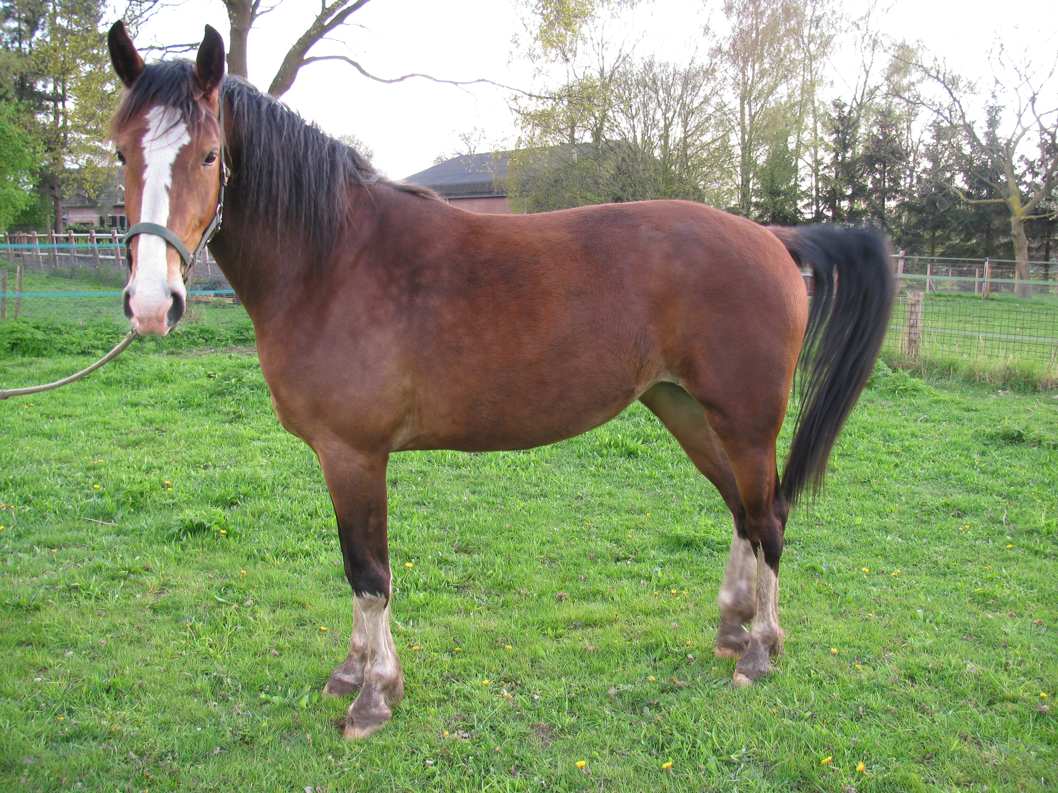 3 jarig Gelders paard te koop | Bokt.nl