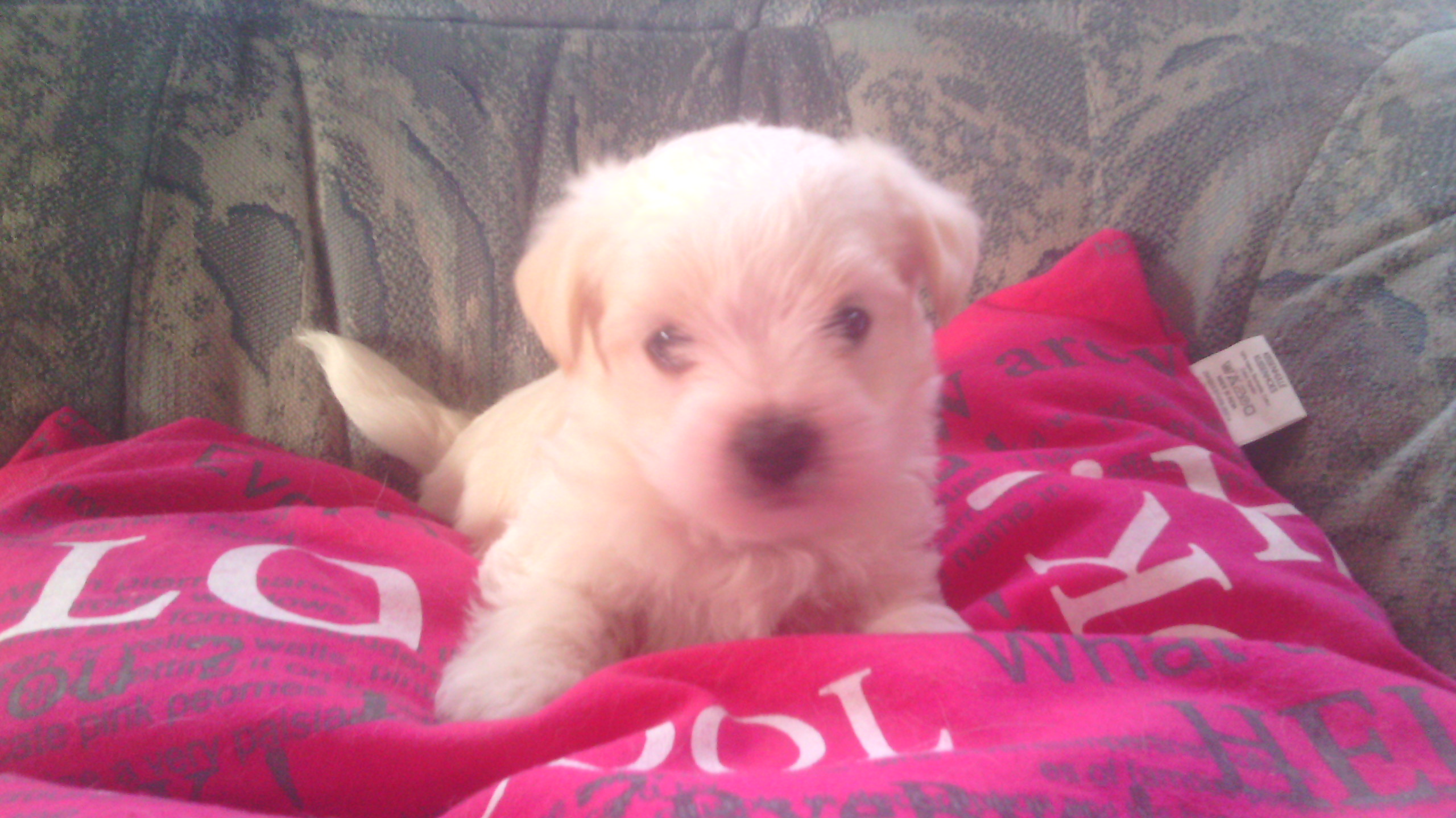 Lieve maltezer boomer pups | Bokt.nl