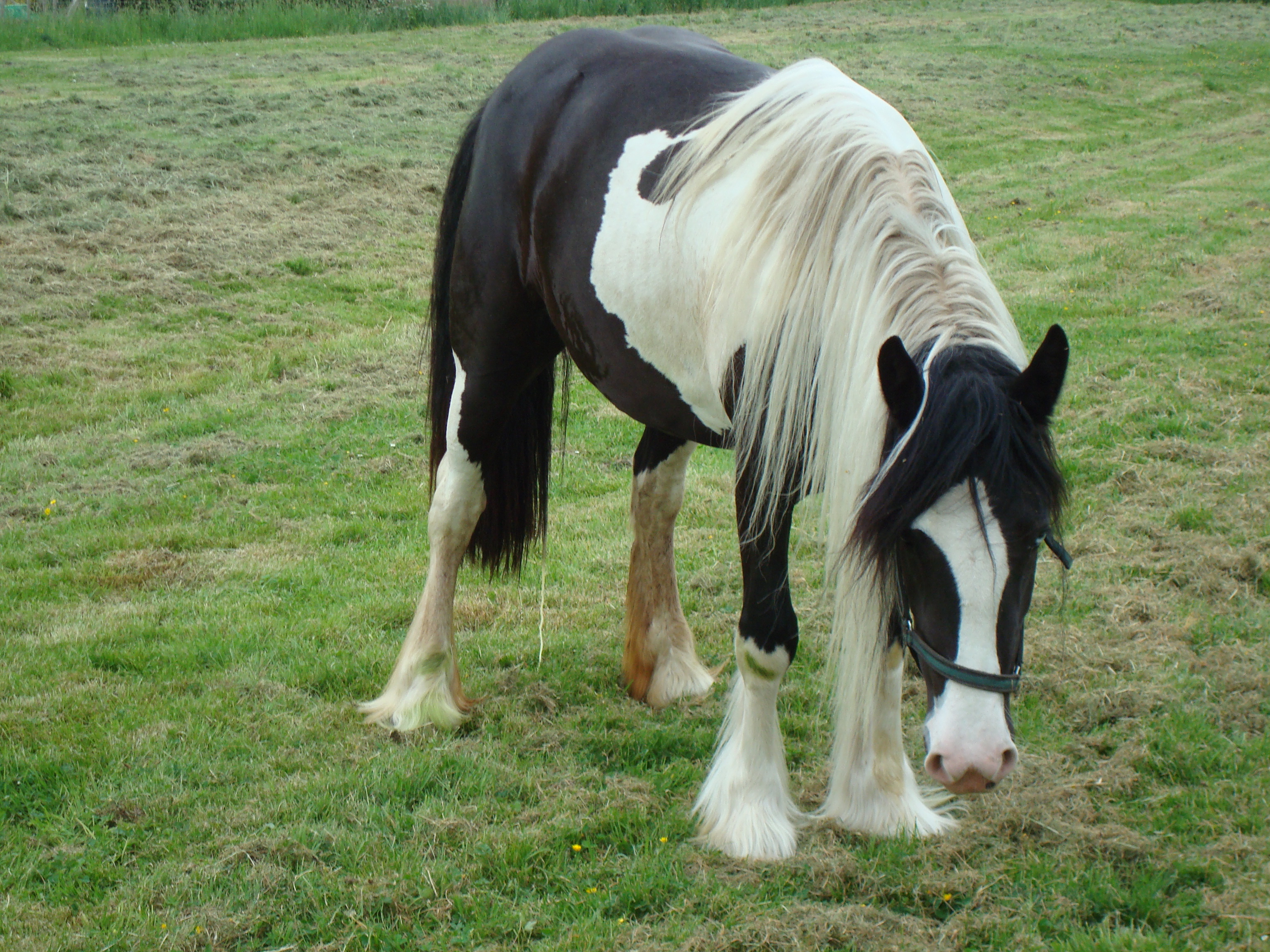 Rijpaard gratis beschikbaar ( Tinker) | Bokt.nl