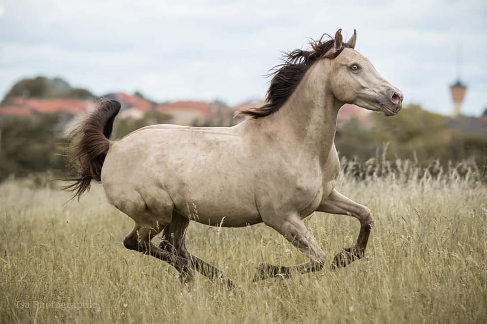 Arabische (50% ox) champagne jaarling hengst | Bokt.nl