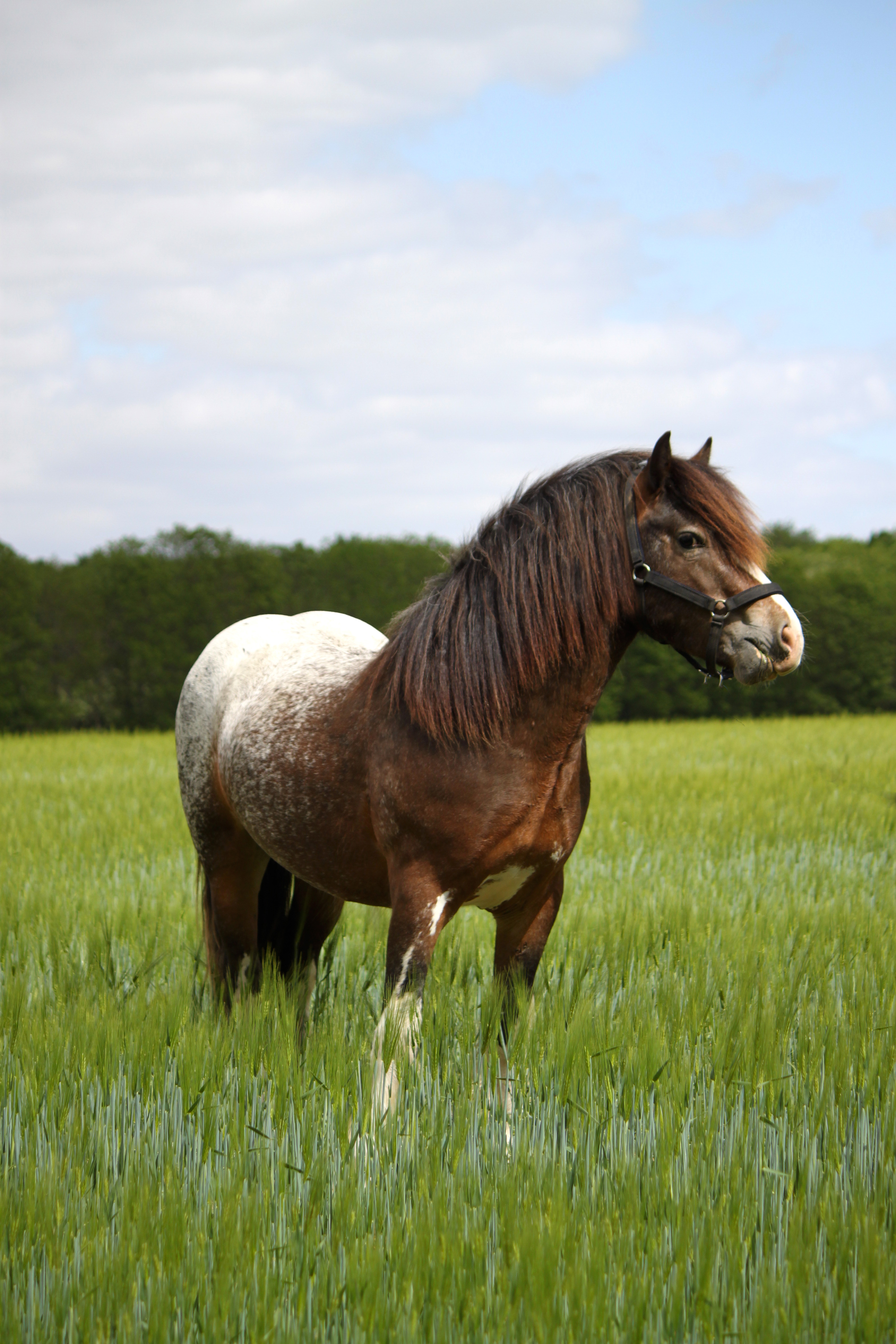 Brave appaloosa Tinker ter dekking aangeboden | Bokt.nl