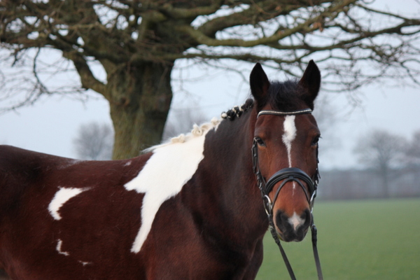 Leuke bonte rij/men pony | Bokt.nl