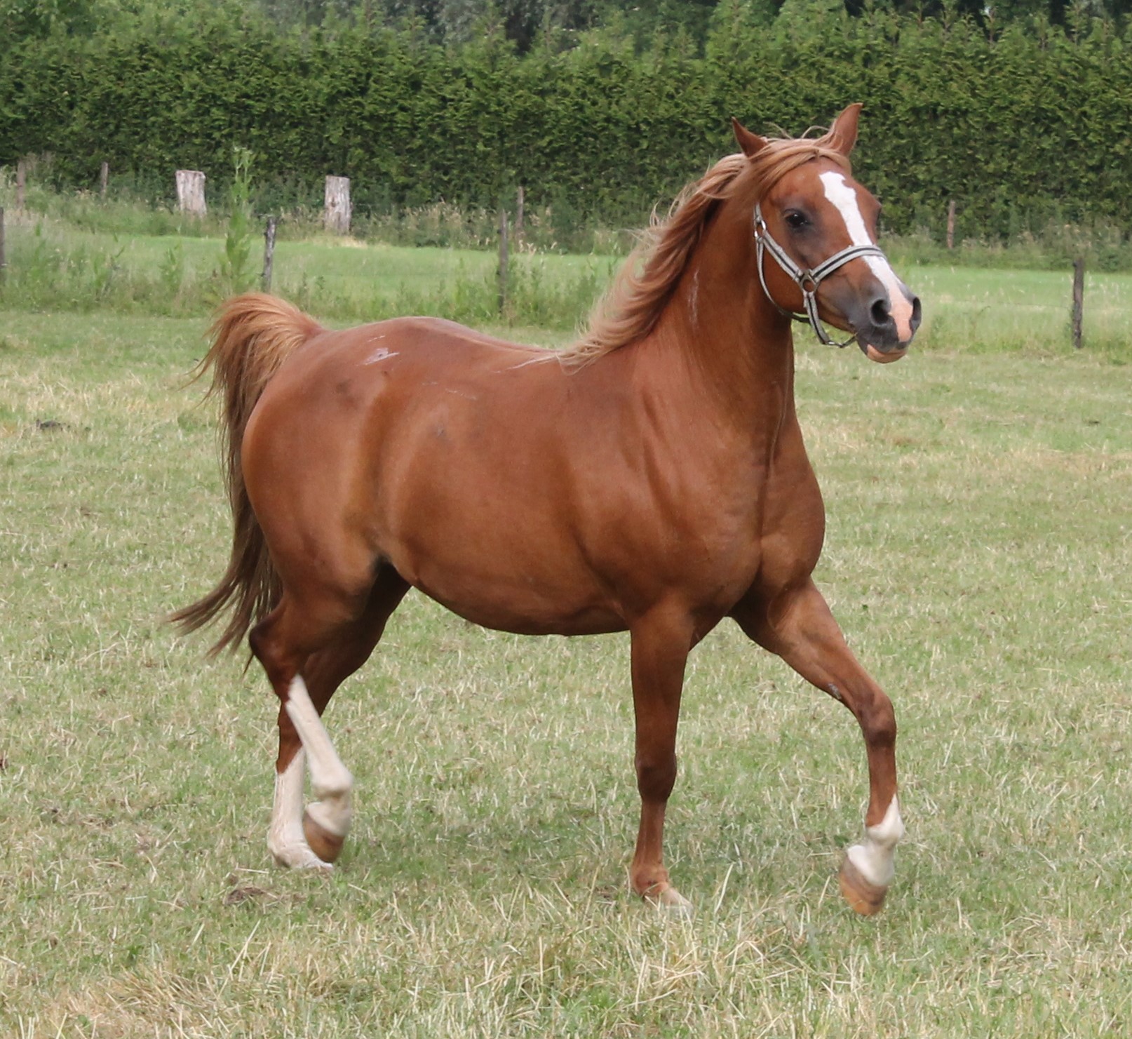 Leuke anglo arabier! zoekt nieuw baasje! | Bokt.nl