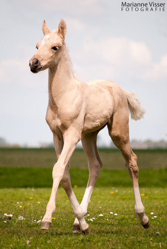 Apart sooty palomino veulen *verkocht* | Bokt.nl