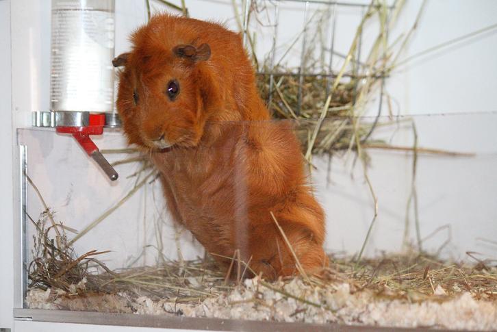 Cavia's 4x Beer / 1x Zeug zoeken goed tehuis! | Bokt.nl