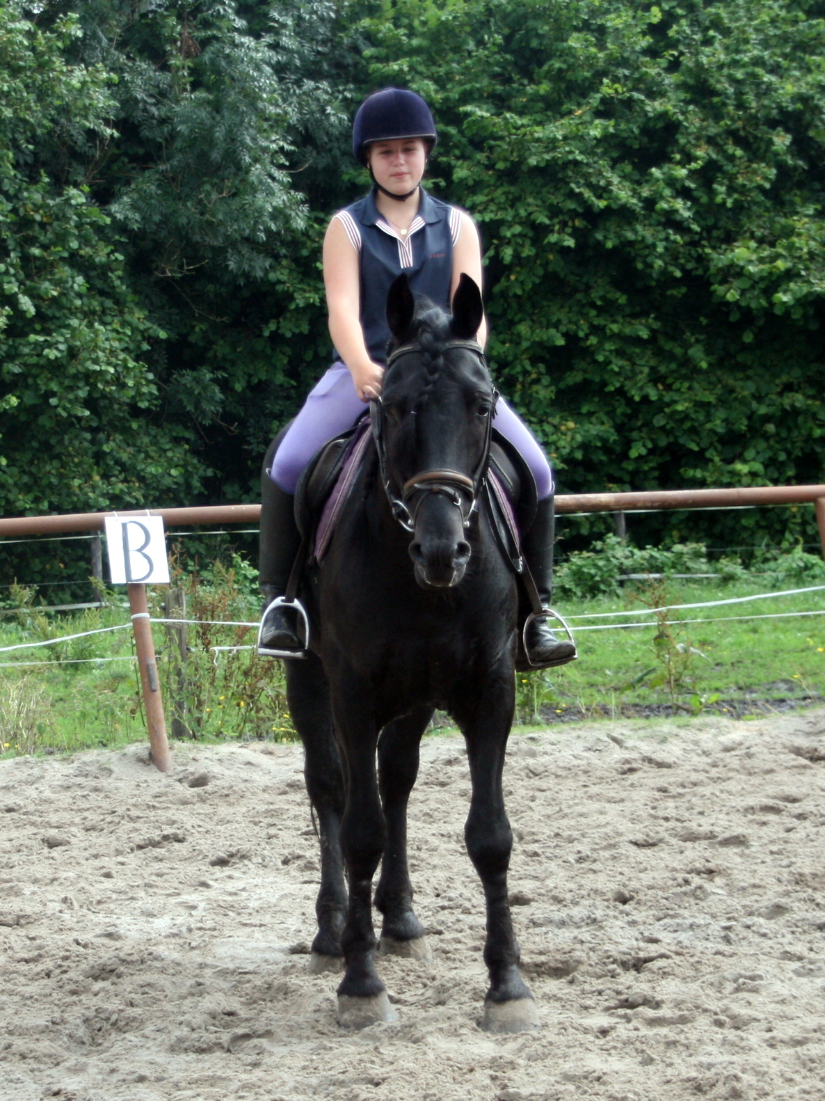 Super brave IHW Tell X Astenik Hengst | Bokt.nl