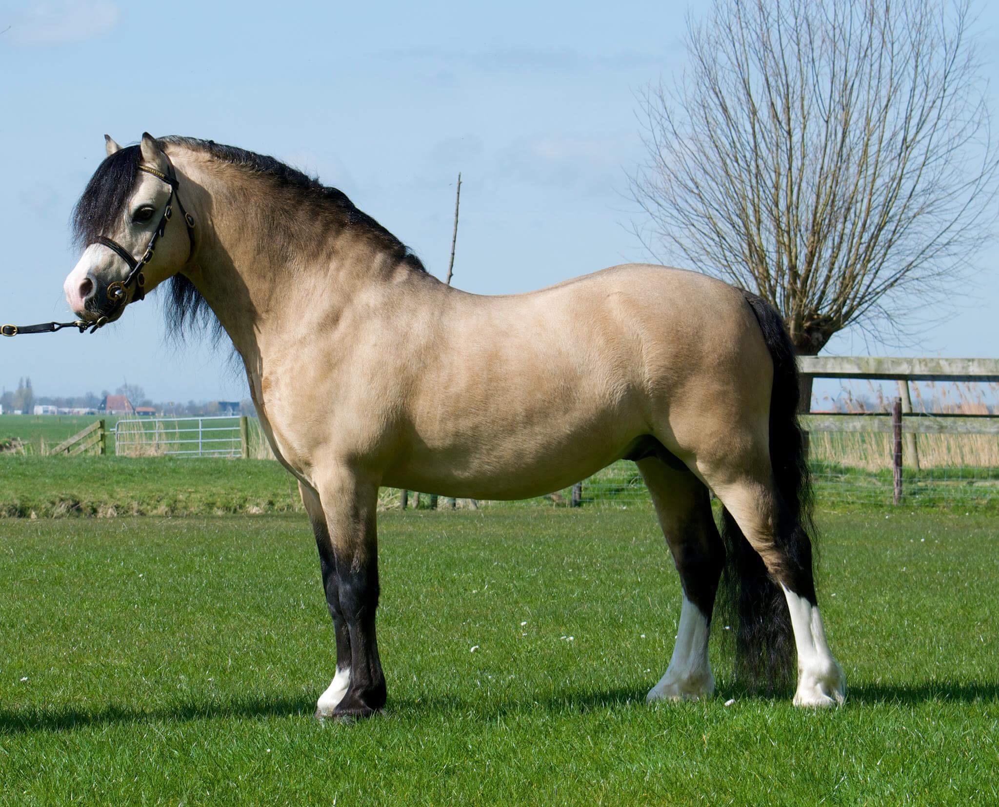 Valk Welsh A hengst | Bokt.nl