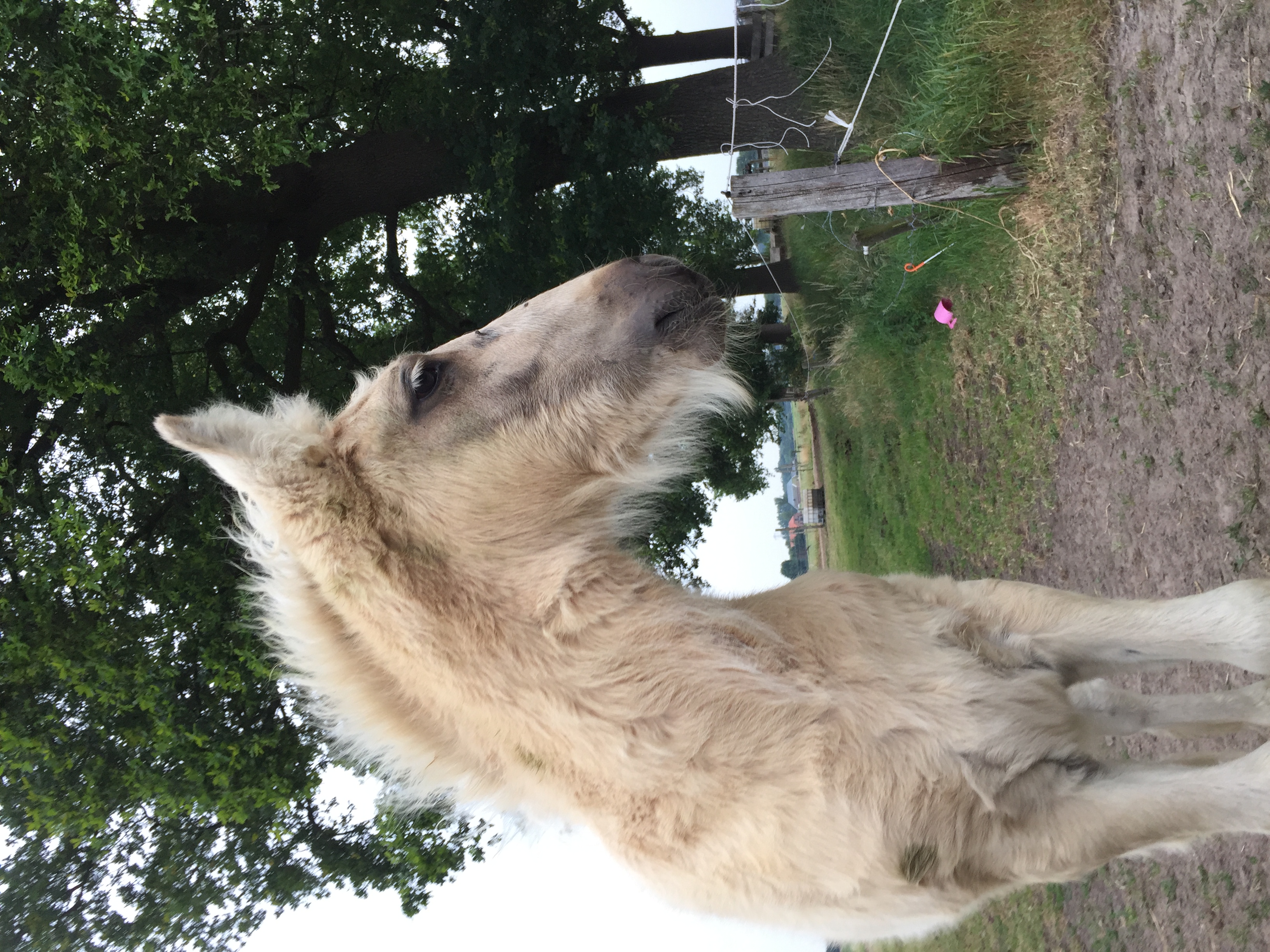 Palomino Tinker hengst veulen | Bokt.nl