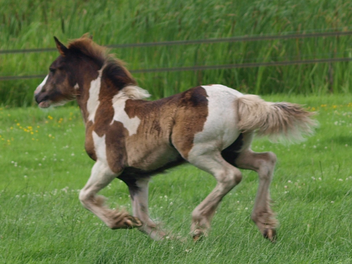 Te koop: mooie tinker merrie veulen | Bokt.nl