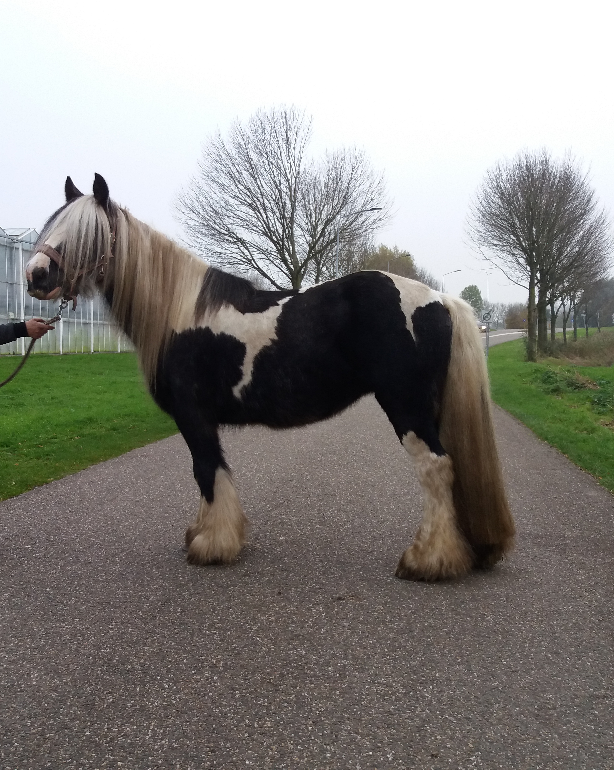 Super brave grote 1e premie tinker merrie | Bokt.nl