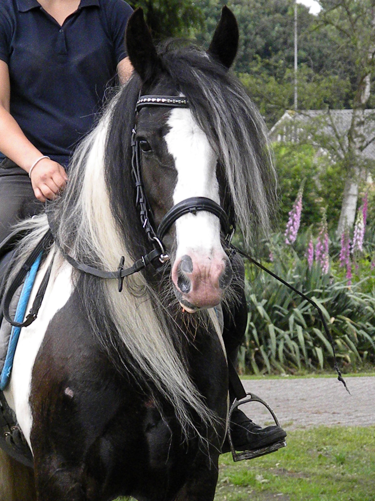 Droompaardje Tinker merrie superbraaf | Bokt.nl