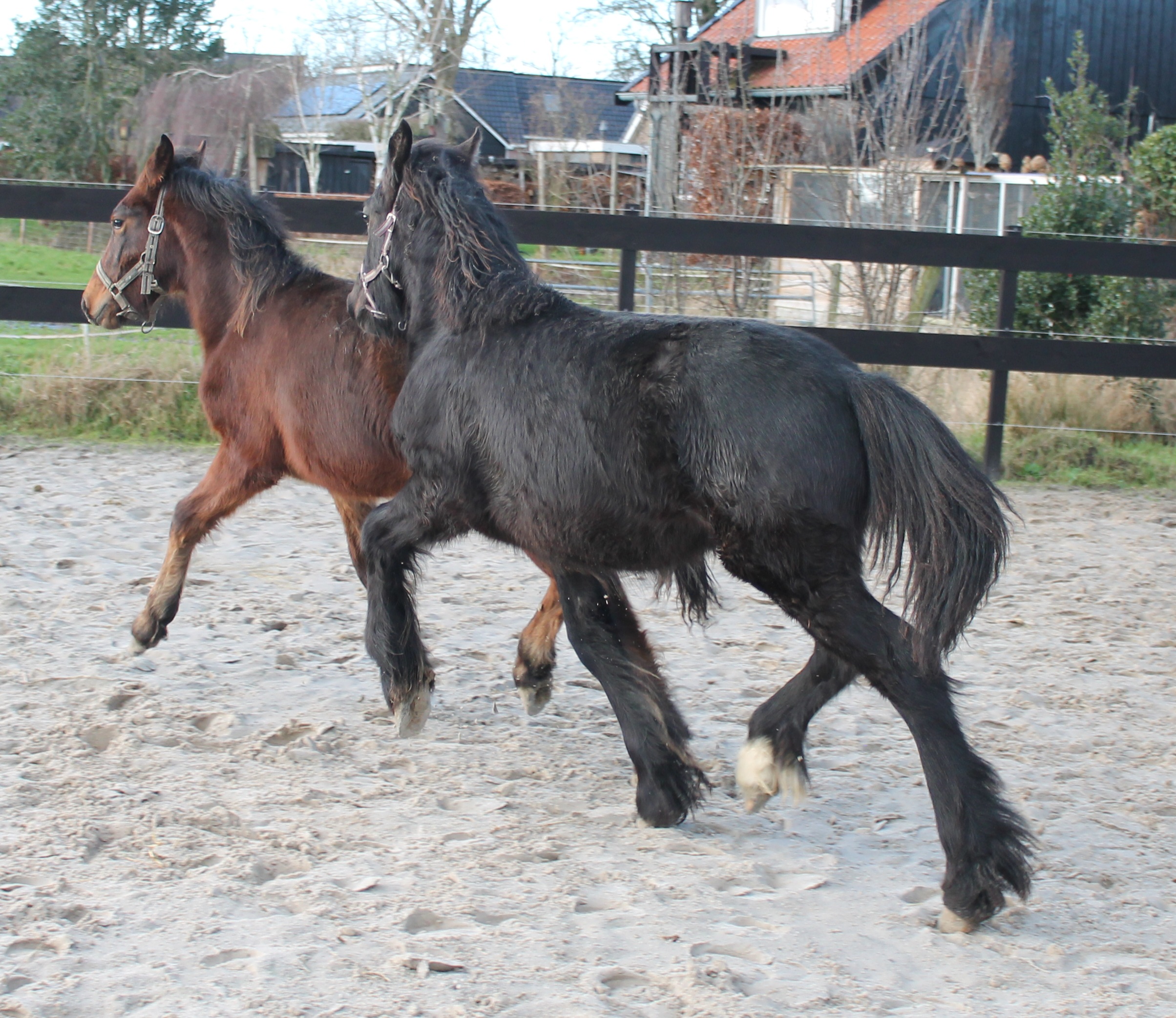 Fries x tinker jaarling hengst | Bokt.nl