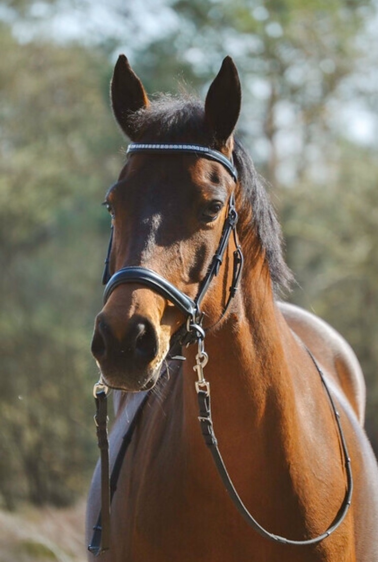 Sidepull maat cob | Bokt.nl