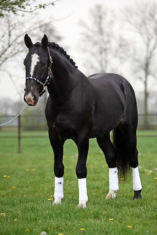 Ter dekking: Groninger dekhengst Oscar (IHW) | Bokt.nl