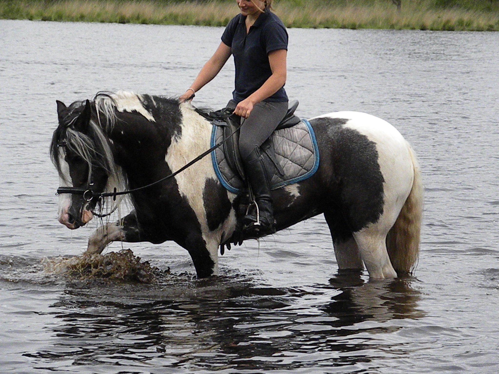 Tinker merrie beleerd onder zadel + aangespannen ! | Bokt.nl