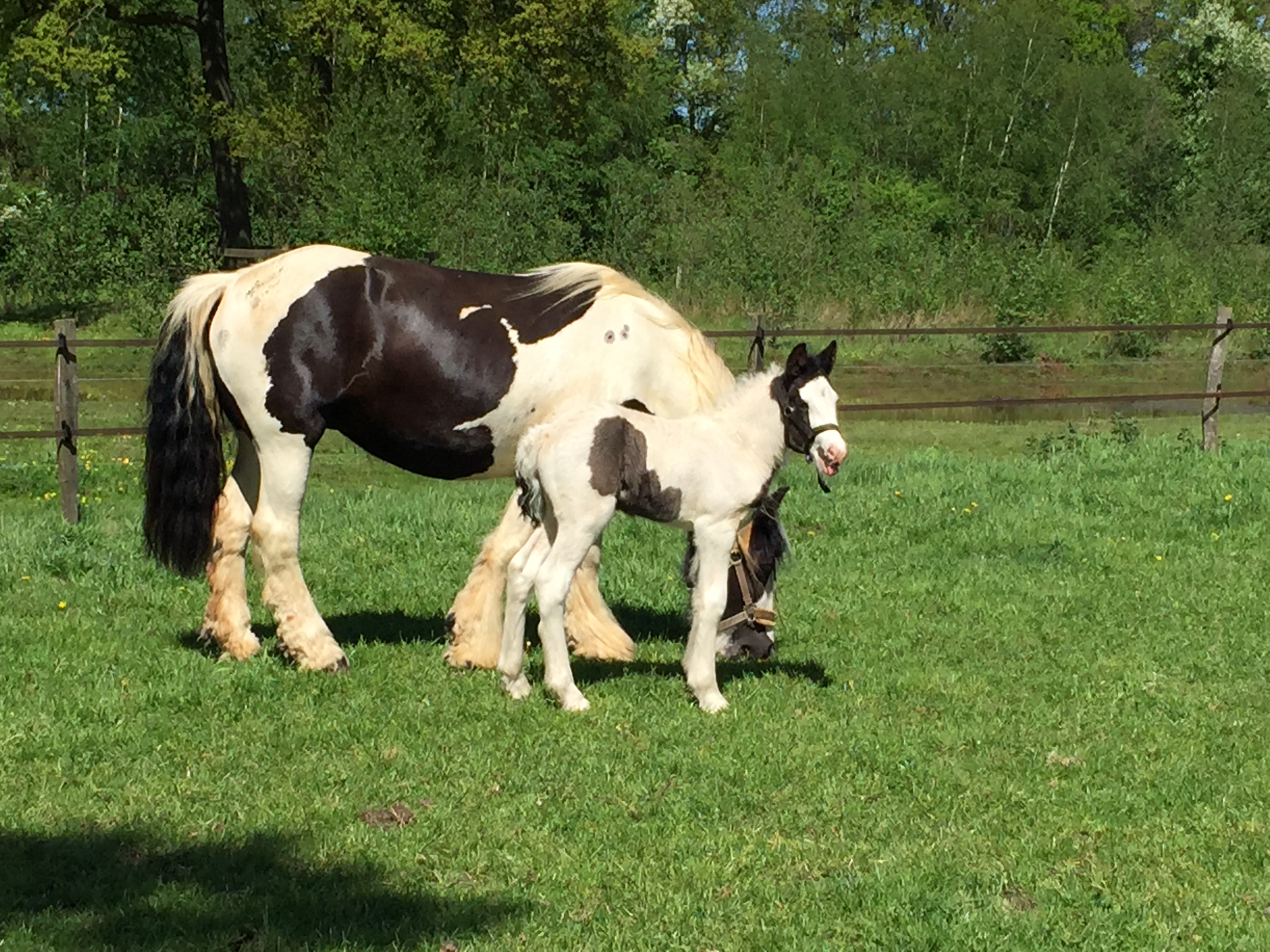 Lief tinker merrie veulen | Bokt.nl