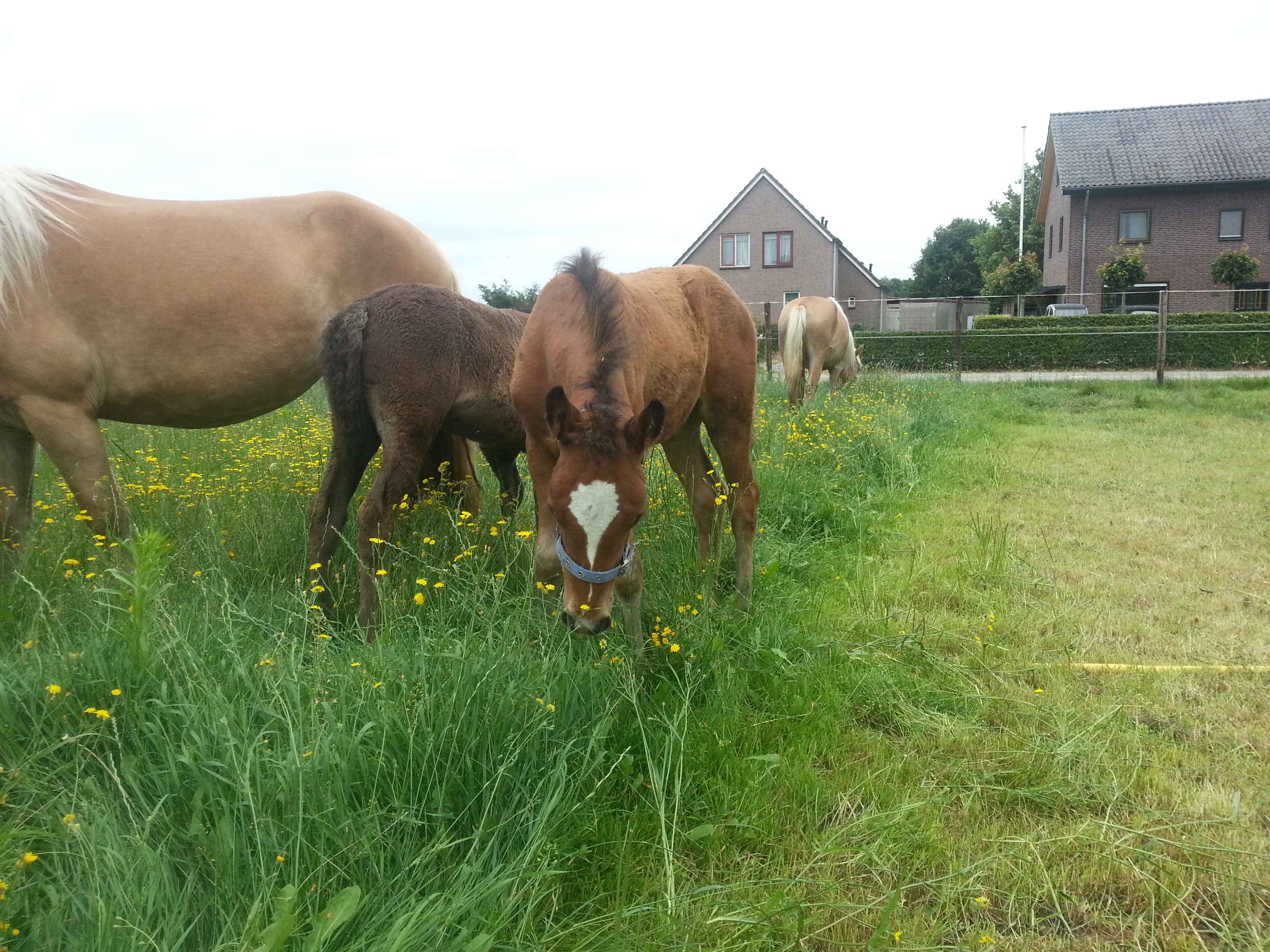 Super lief Haflinger x Fries veulen | Bokt.nl