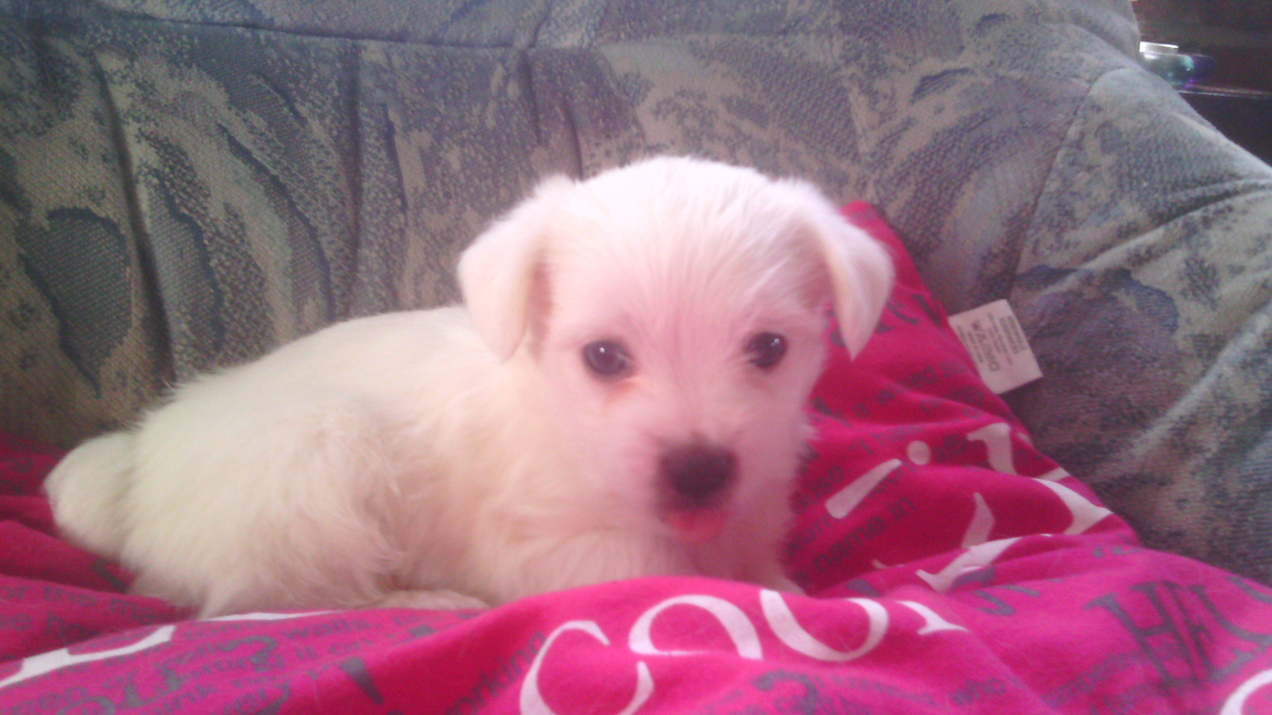 Lieve maltezer boomer pups | Bokt.nl