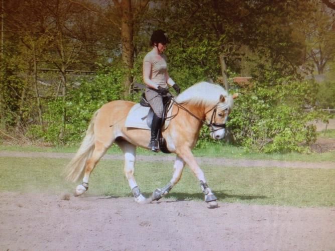 haflinger veulen voor de sport! | Bokt.nl