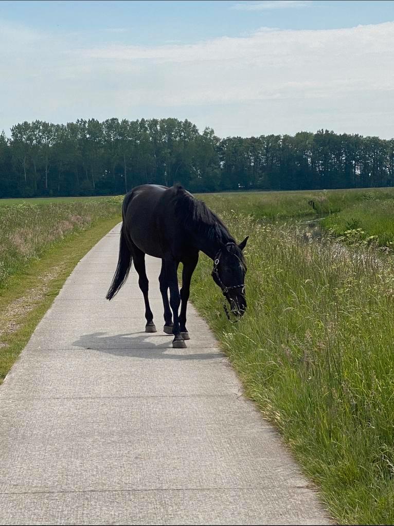 Lieve Franse Draver Ruin 6 jr. | Bokt.nl