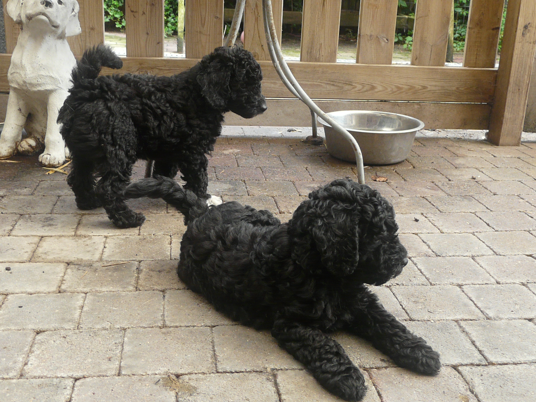 Mooie Middenslag poedel pups (nieuwe foto's 13-8-2014) | Bokt.nl