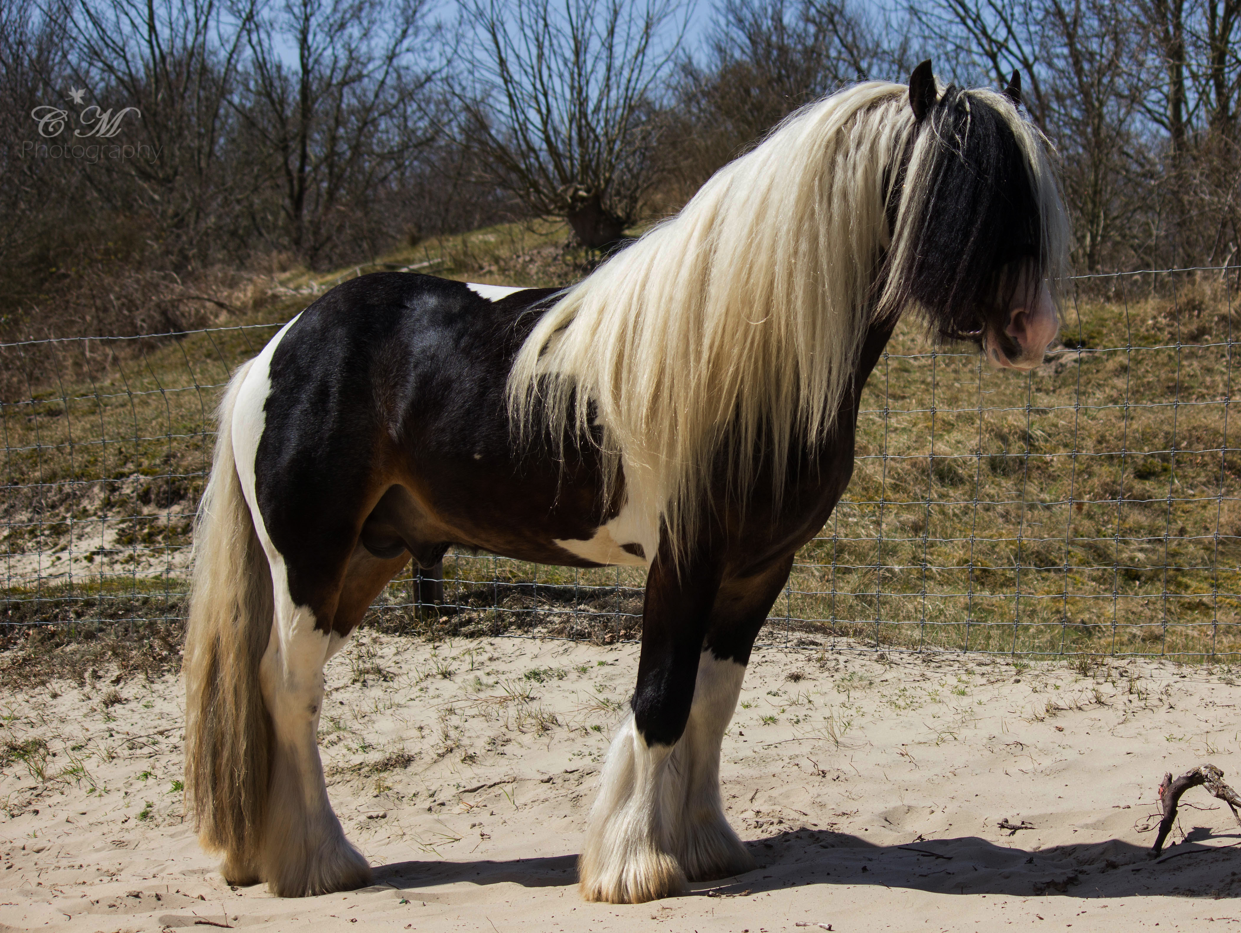 Goedgekeurde Irish Cob - Tinker hengst | Bokt.nl