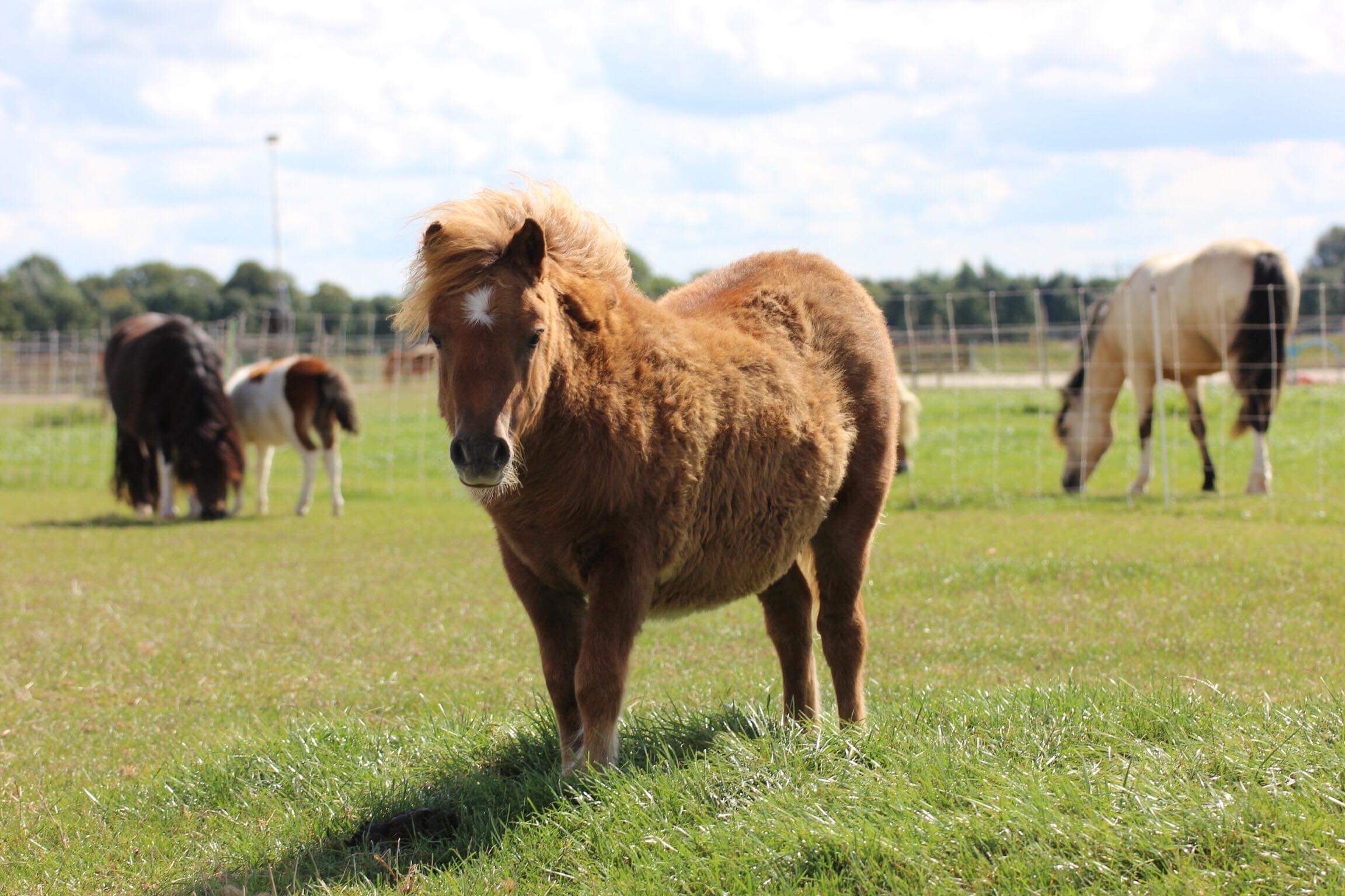 Lief stamboek Shetlander merrie veulen | Bokt.nl