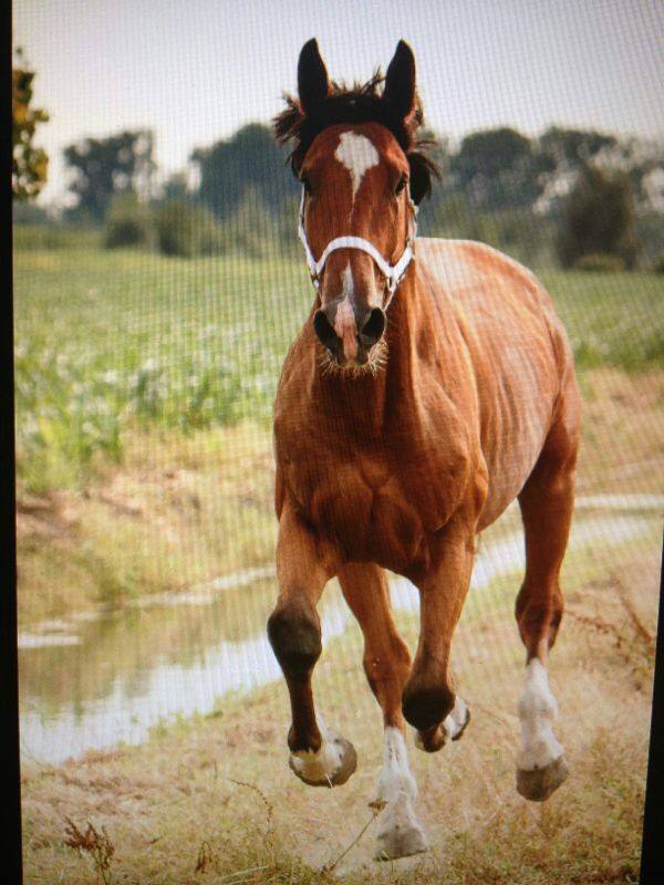 gezocht verzorger 3-jarige kwpn spring hengst. | Bokt.nl
