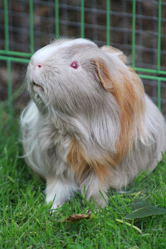 Cavia's 4x Beer / 1x Zeug zoeken goed tehuis! | Bokt.nl