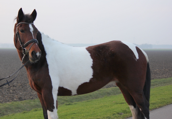 Leuke bonte rij/men pony | Bokt.nl